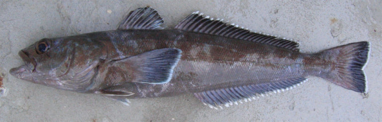 La légine, un poisson exceptionnel | Cap Bourbon