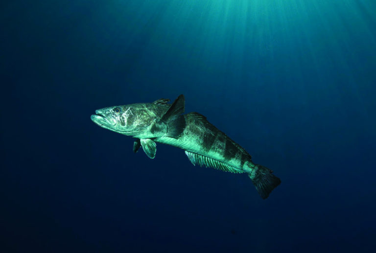 An exceptional fish | Cap Bourbon